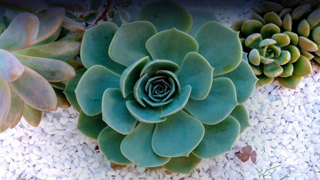 Margo Garden Products